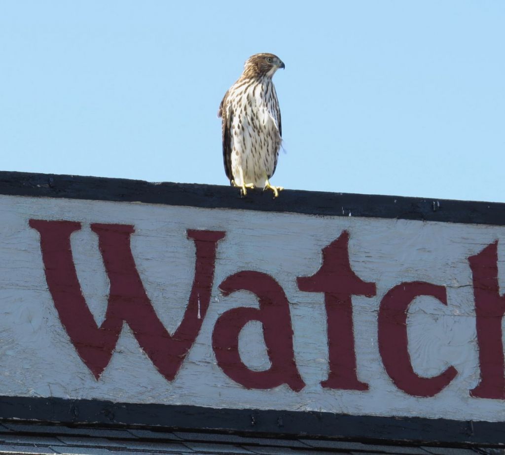 Meet Mike O'Connor | Small shop owner, birder and author of the weekly ...